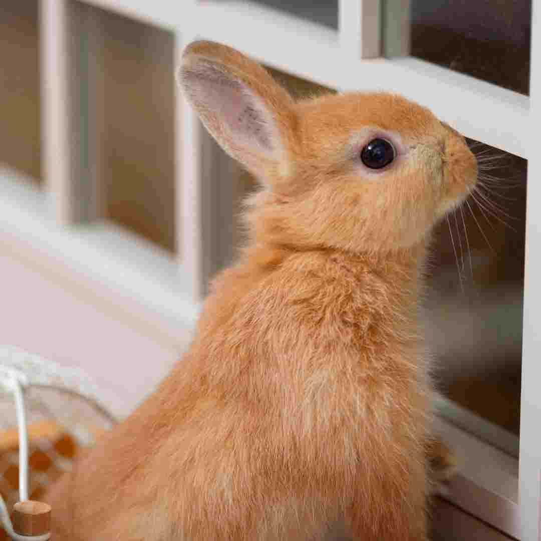 Step By Step Guide Installing Rabbitmq On Ubuntu For Efficient Message Queuing