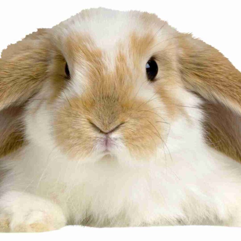 Rabbitmq Tutorial For Beginners A Step By Step Guide To Getting Started With Message Queueing
